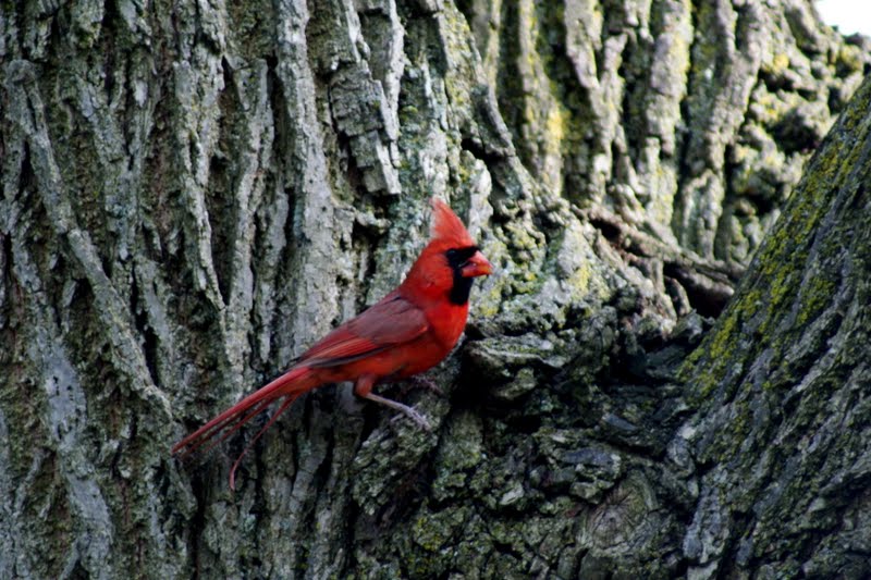 ONE HUNDRED AND ONE SUNSETS: Cardinal, Squirrel, Echinachea - In The Sunset