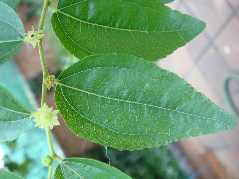 Fotografiando plantas: Azofaifo