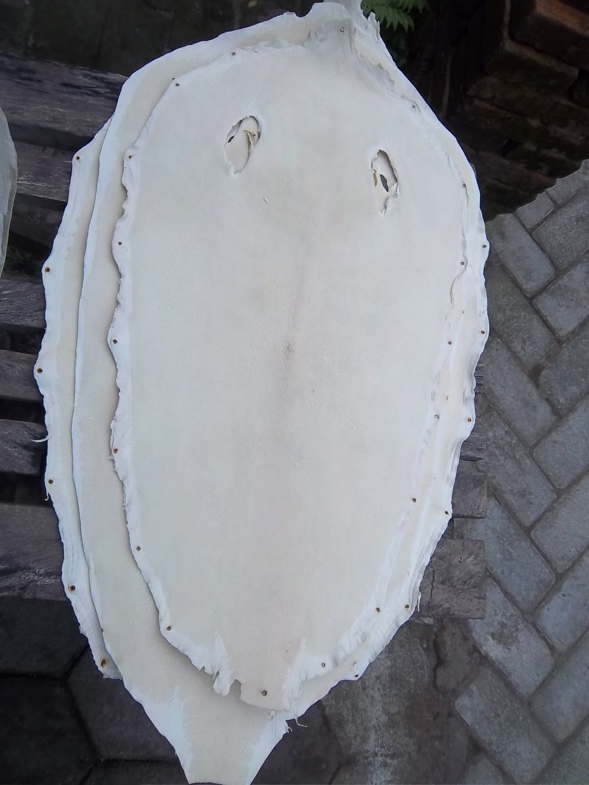 Supplier Kulit Biawak | GROSIR KULIT IKAN PARI