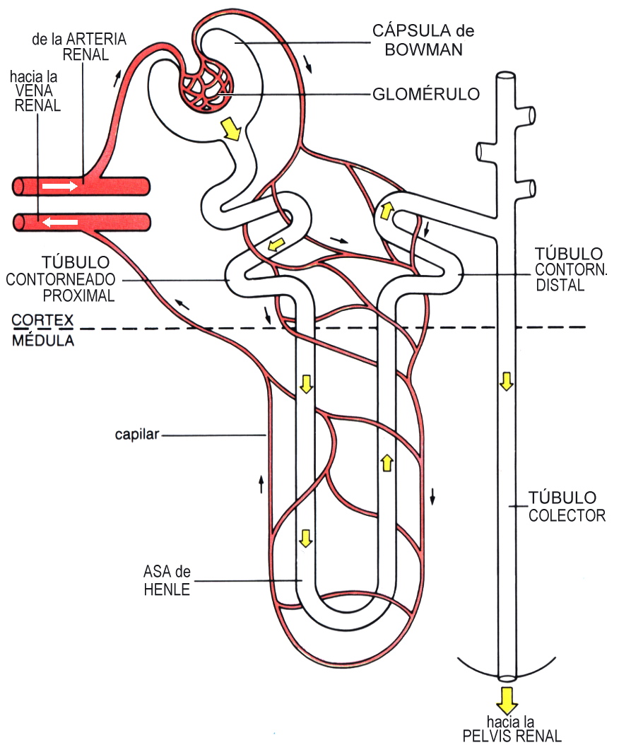 Anatoma Del Sistema Urinario Y Estructura De La Nefrona