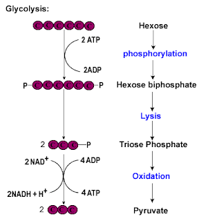 #87 Respiration, Glycolysis | Biology Notes for A level
