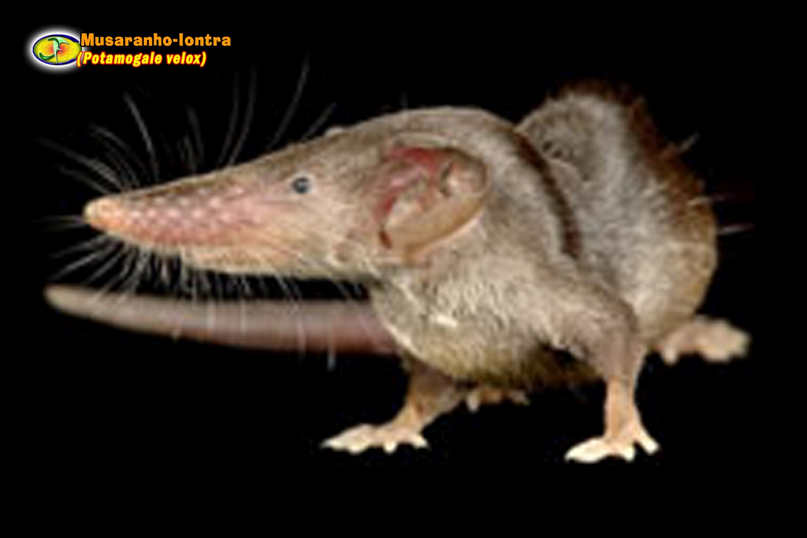 Mamíferos: Musaranho-lontra (Potamogale velox)
