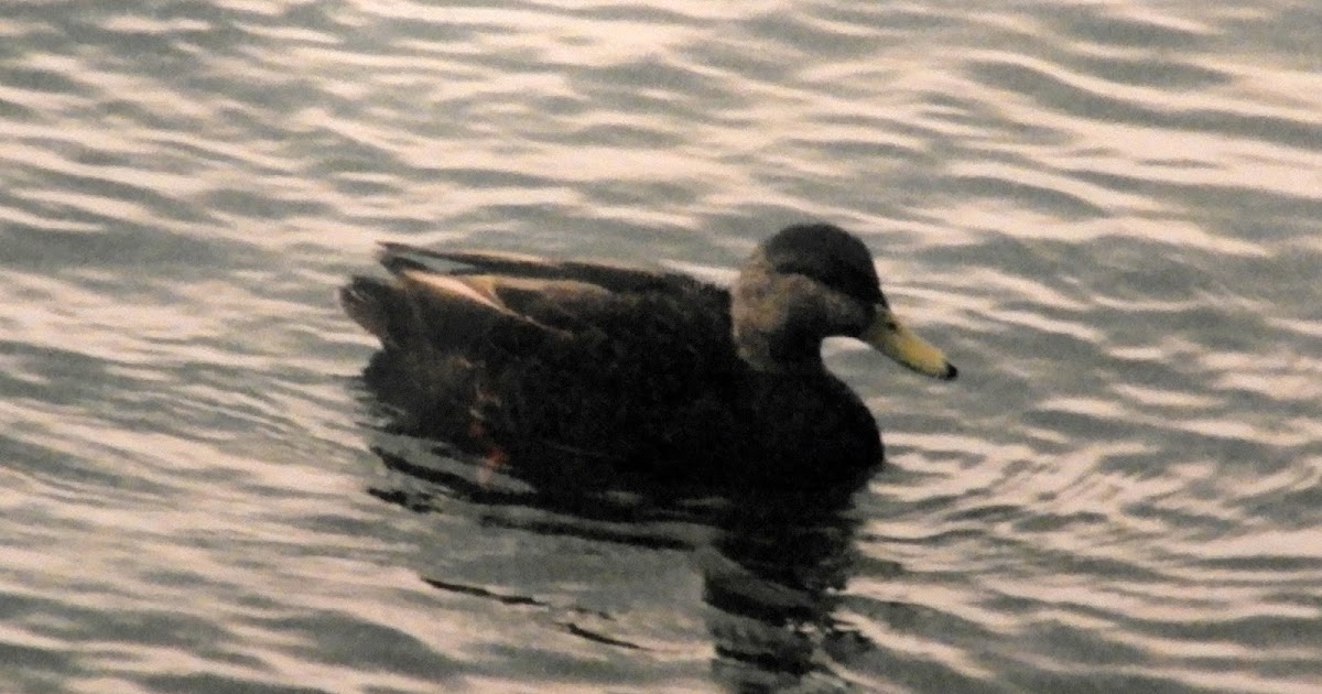 birdingexmouth: Devon Flashback 14 - Black Duck