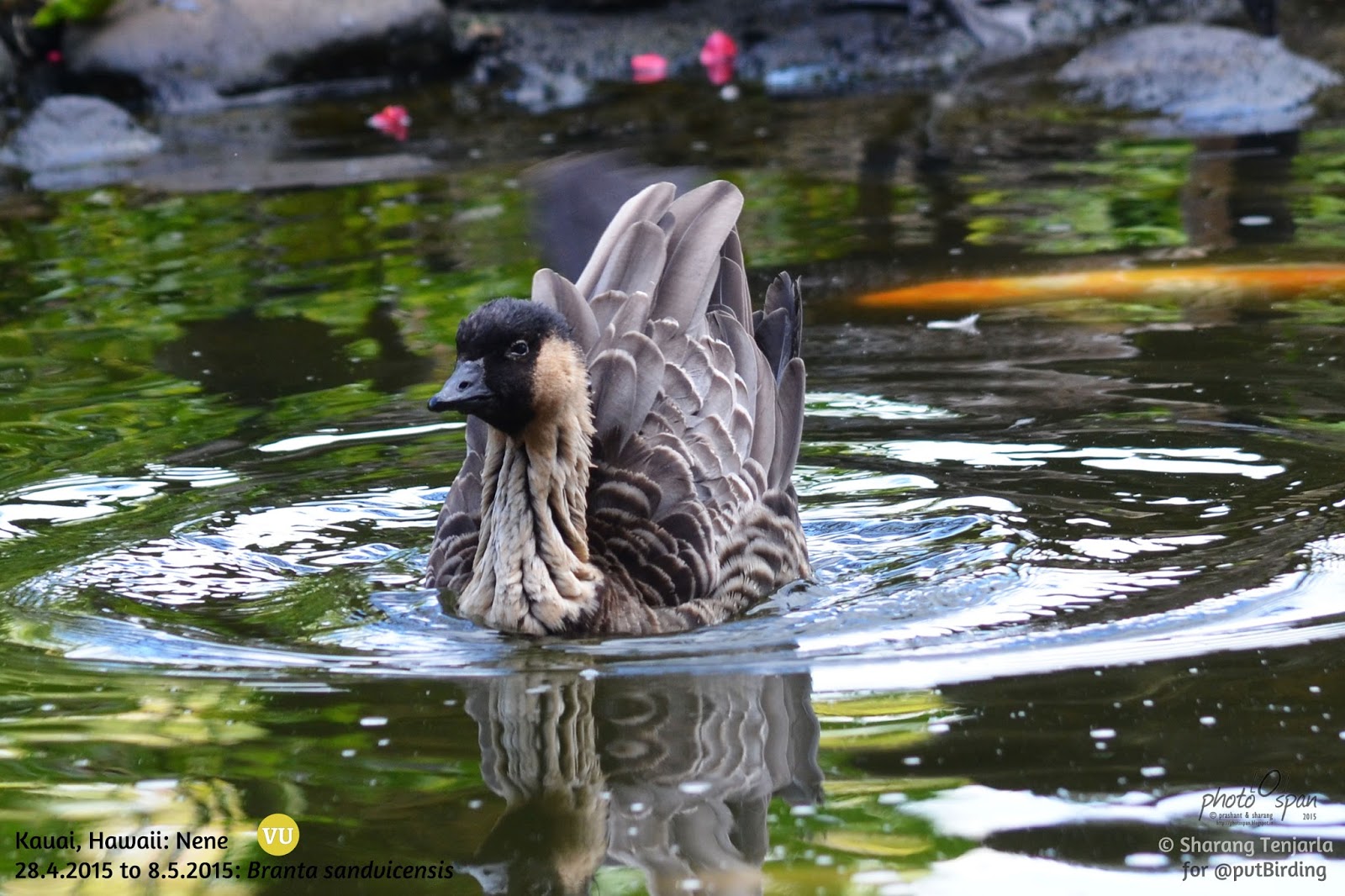 Nene (Hawaiian goose): Branta sandvicensis | Photo Span