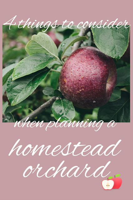 How To Plan And Plant A Homestead Orchard - Oak Hill Homestead