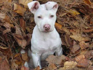 Such Good Dogs: Breed of the Month--American Staffordshire Terrier