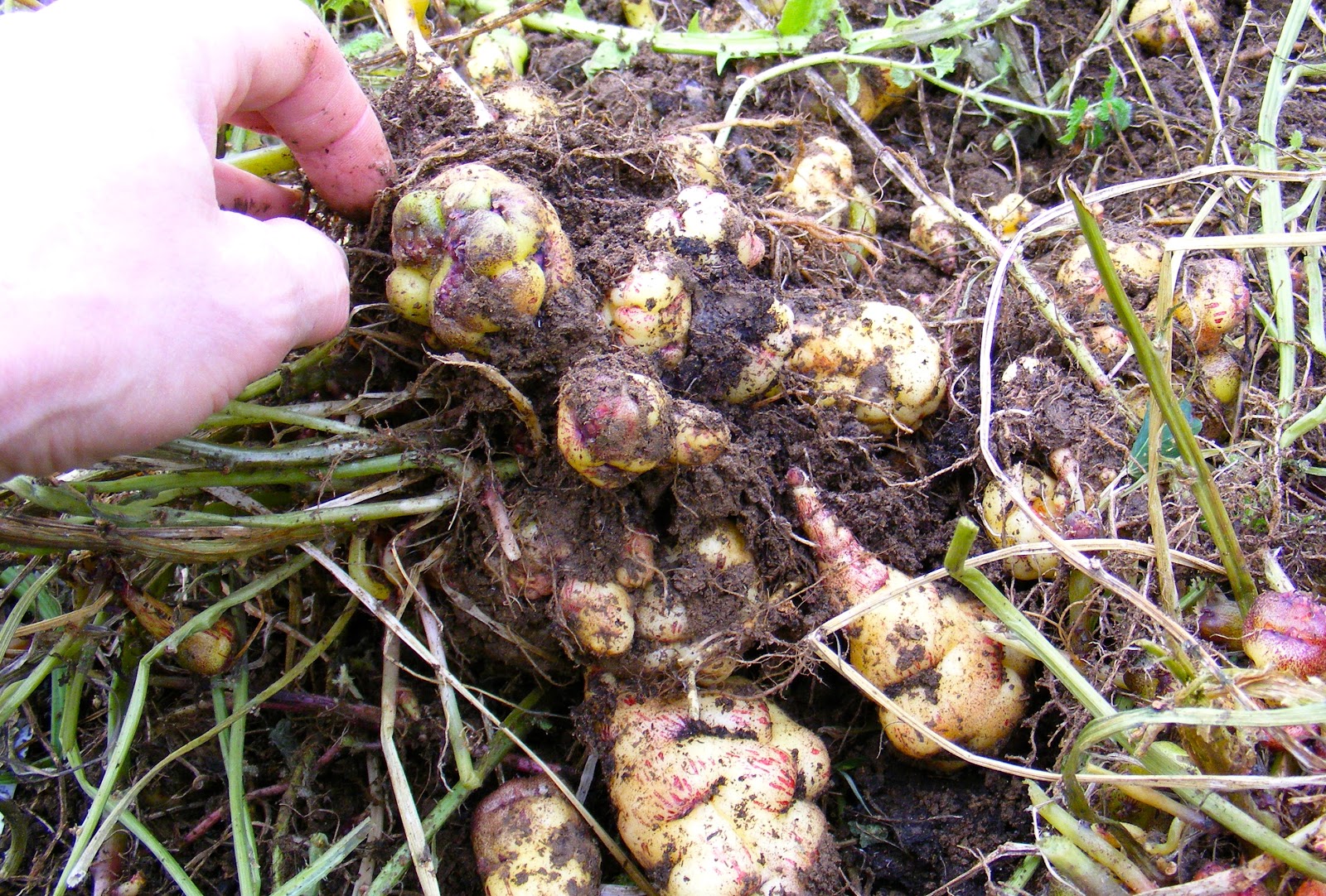 Growing Oca: December 2012