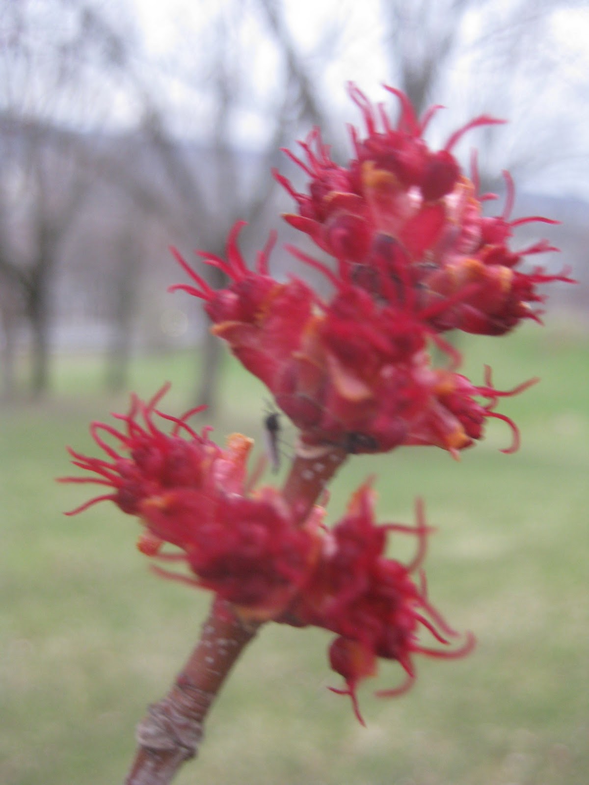 Trees: Red maples flowering in April