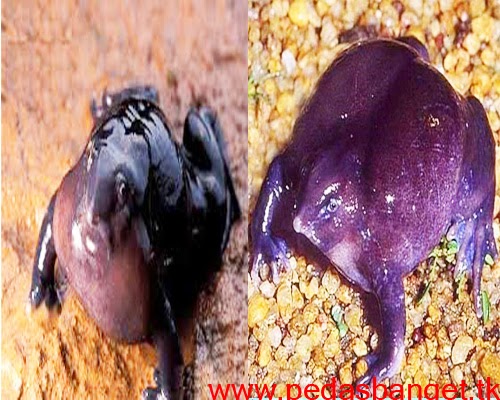 Uniknya,Hewan-Hewan Berwarna Ungu yang Tidak Biasa - pedasbanget.com