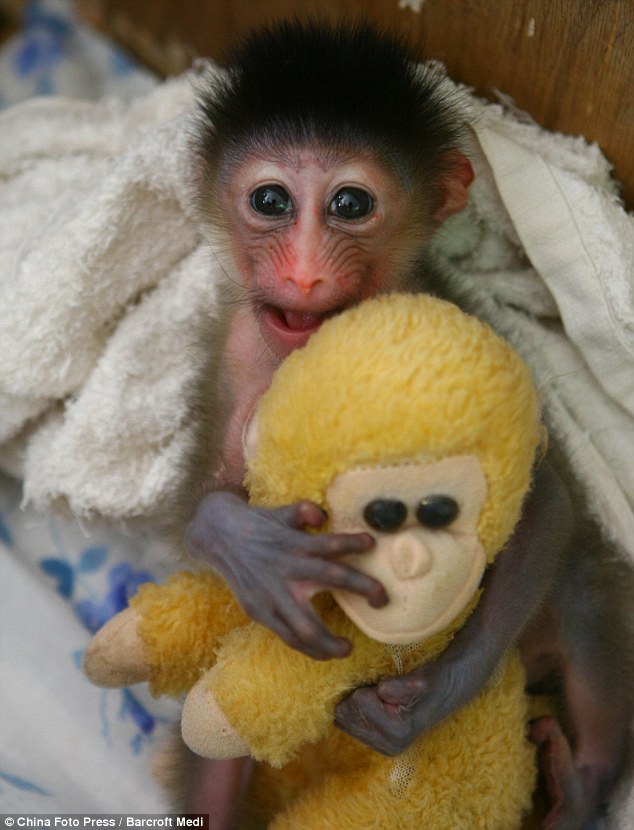 ForAnimalLover: Meet my new pri-mate: The adorable baby monkey and his ...