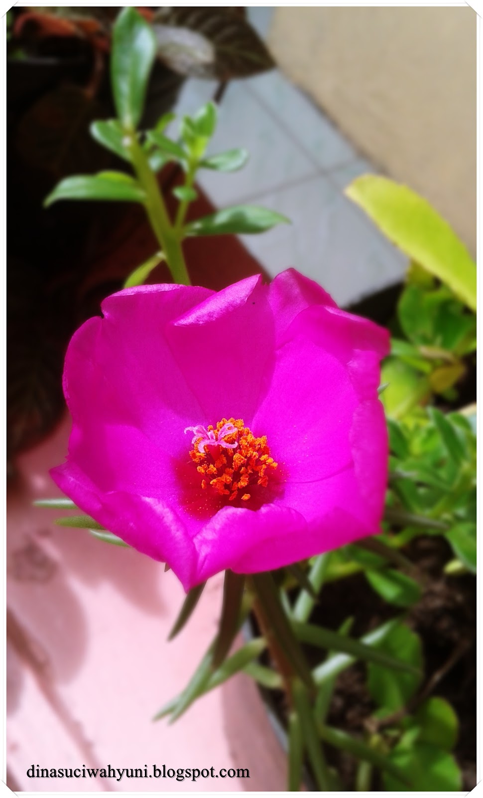 KLASIFIKASI ILMIAH BUNGA PORTULAKA (MOSS ROSE) DAN MANFAATNYA BAGI ...