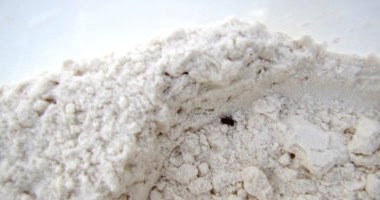 Sparks Mexico: Flour Mites