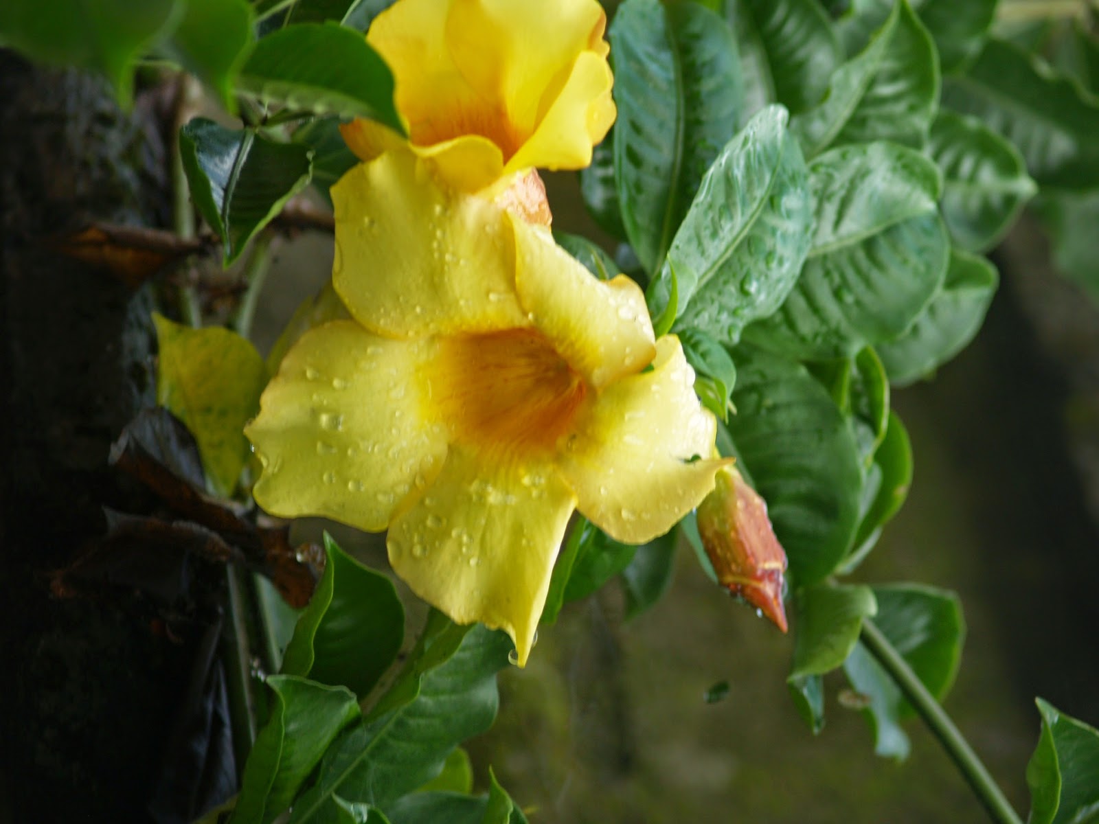 Tanaman Bungaku: Stek Pucuk Daun Melati Malaysia Alias Si Gardenia ...
