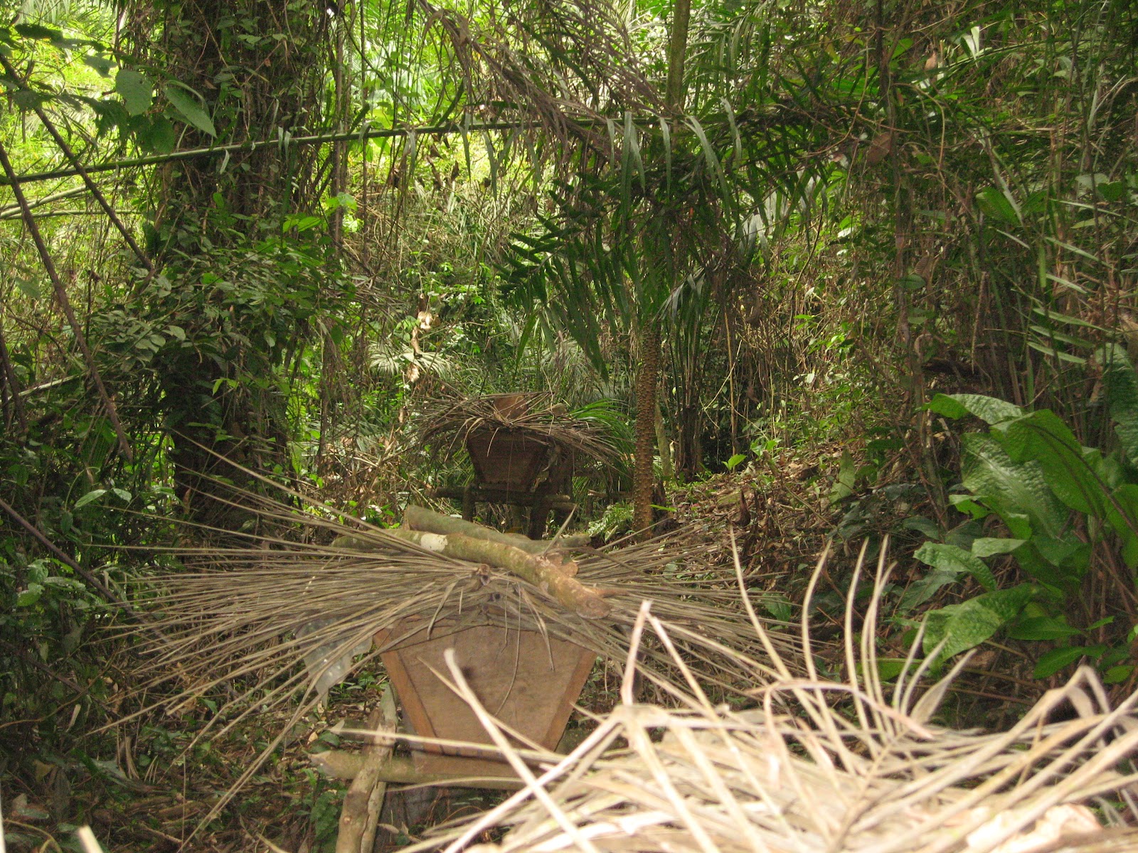 Bee Keeping in UK and Africa: Trying to attract bees to the rainforest ...