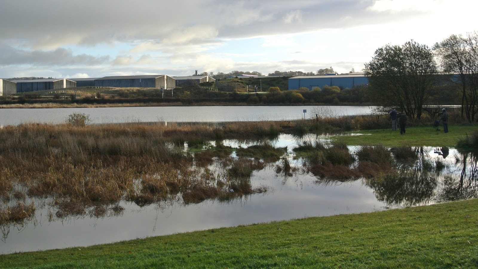 Birding with the Clayheads: Hooded Merganser Kilbirnie Loch, Ayrshire