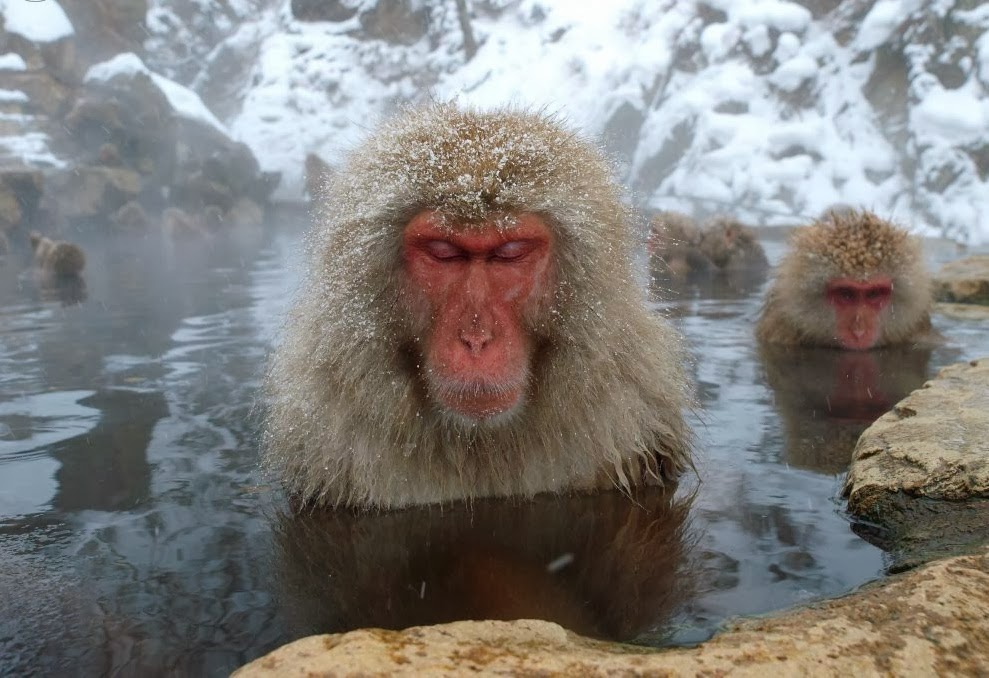 TheNextPicture: Japanese Monkeys in Hot Springs