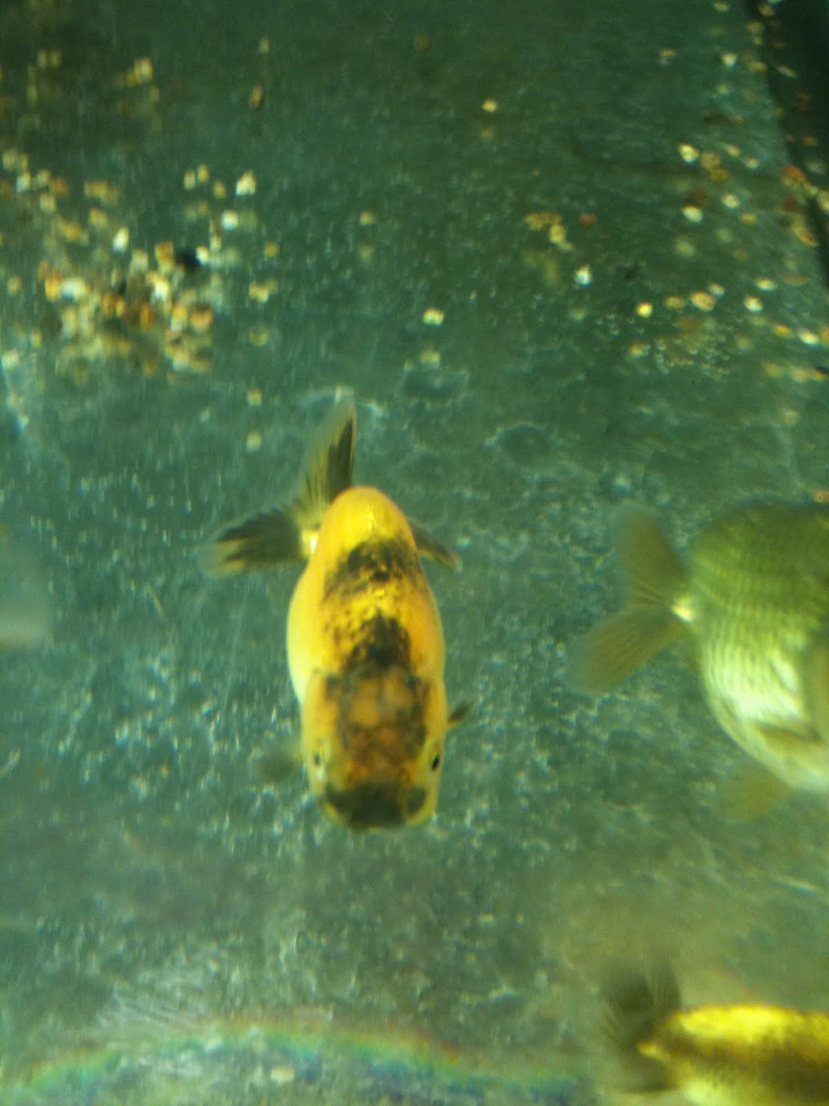 Suzuki x Kageyama Top View Ranchu: Golden Ranchu