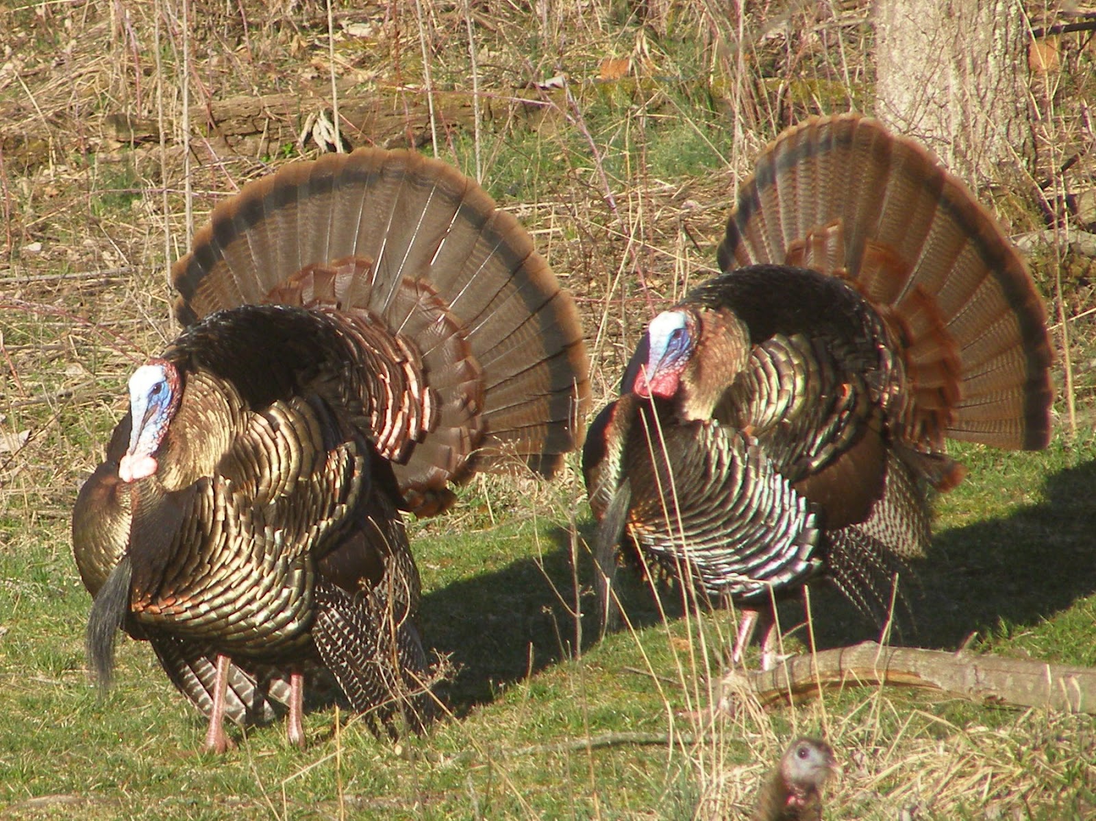 Blue Jay Barrens: Wild Turkeys - Toms and Bearded Hens