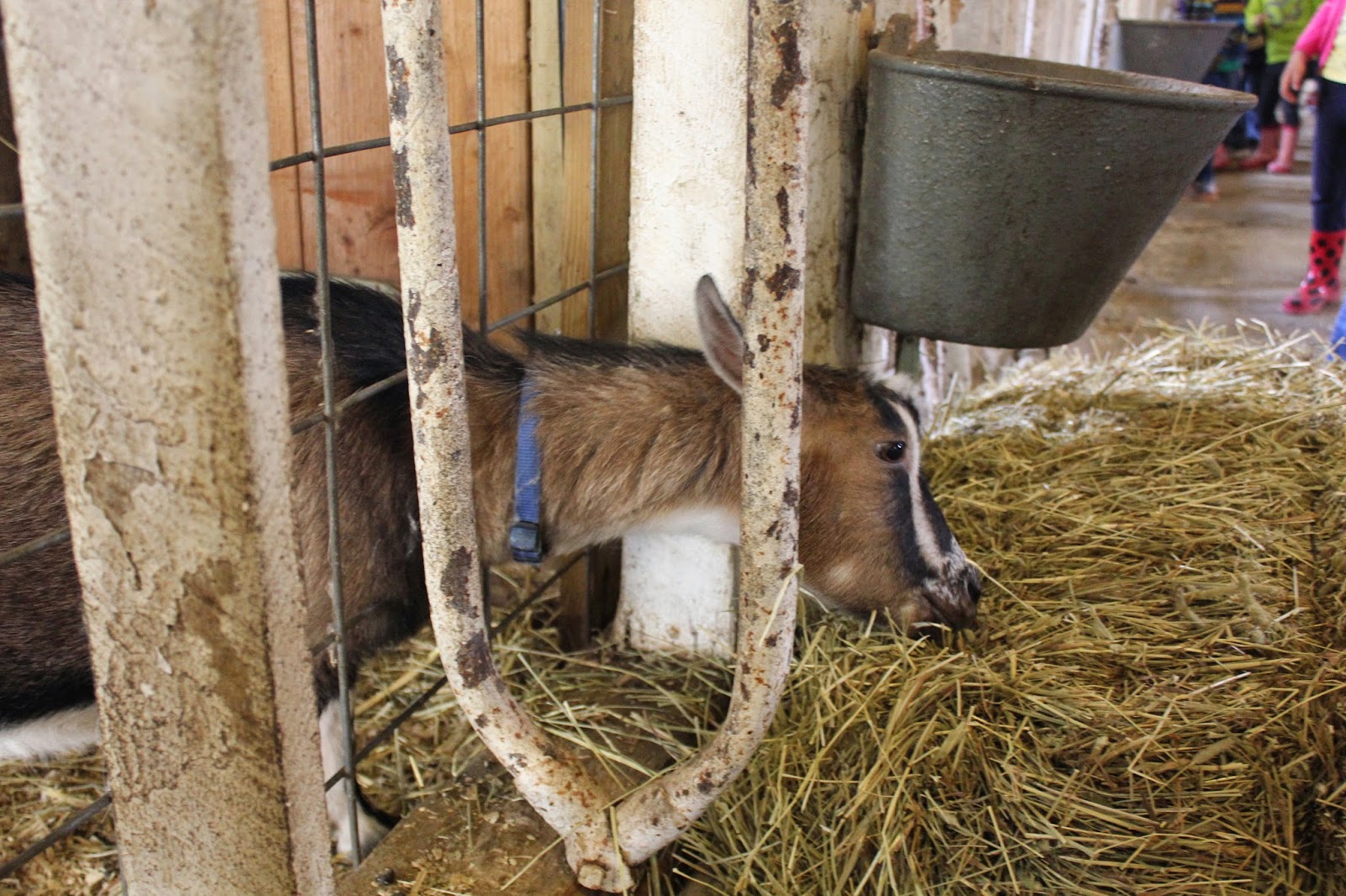 Witty Whit's Words: Muscoot Farm