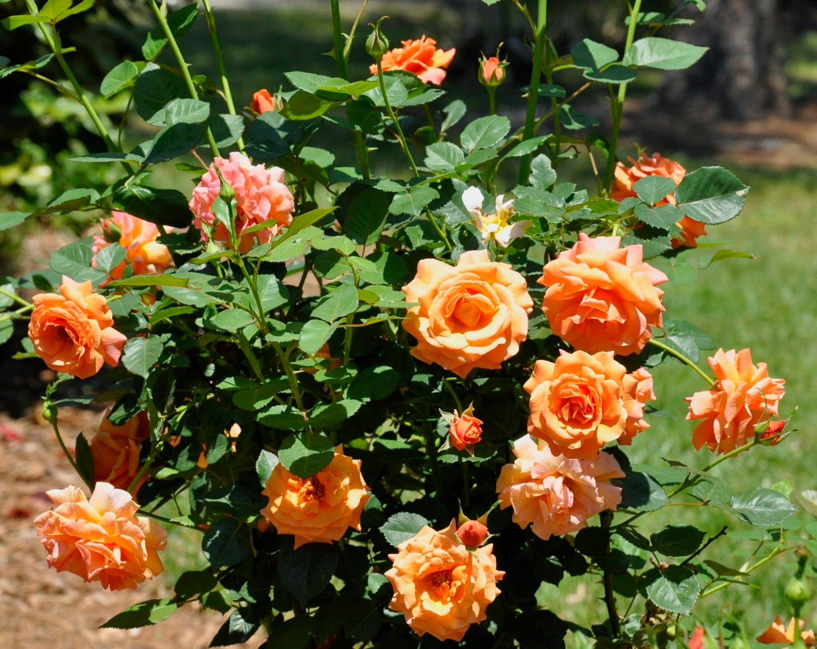 Simple Living on the Farm: Spring Roses on the Farm