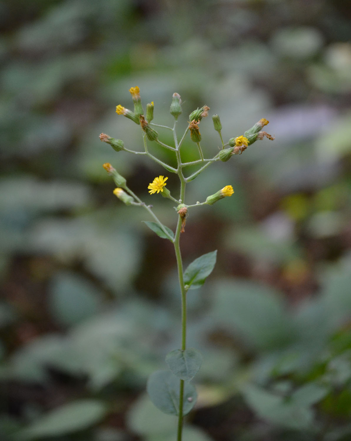 Woods Walks and Wildlife: Assorted Summer Woodland Sights