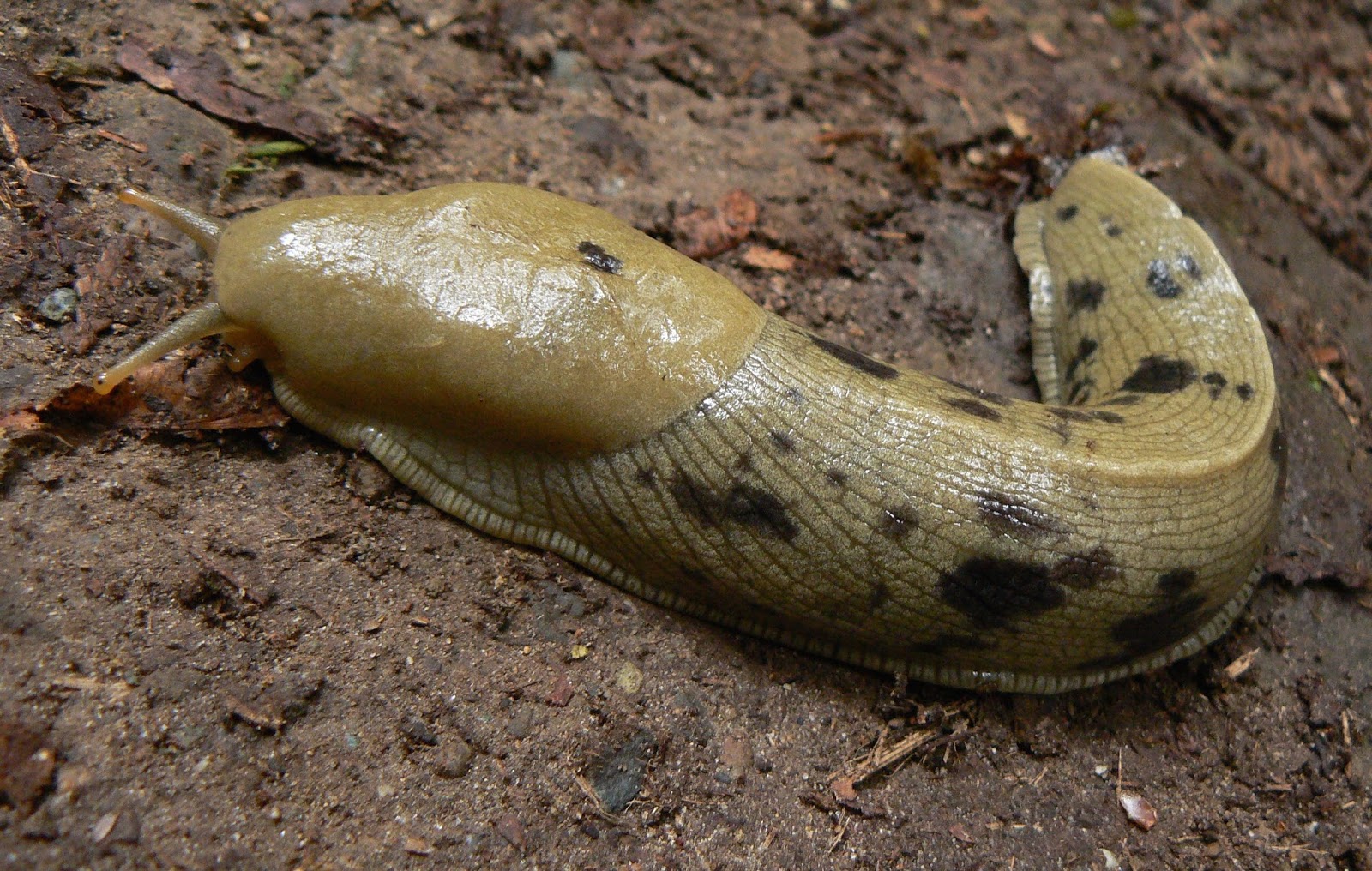 Land Snails And Slugs Of The Pacific Northwest at Ella Reibey blog