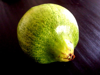 Ciricote o K'oopte - BLOG YUCATÁN