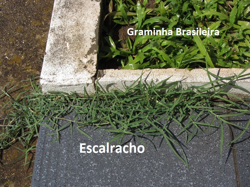 Bucólico Anónimo : Aprender a Distinguir: Escalracho de Relva Santo ...