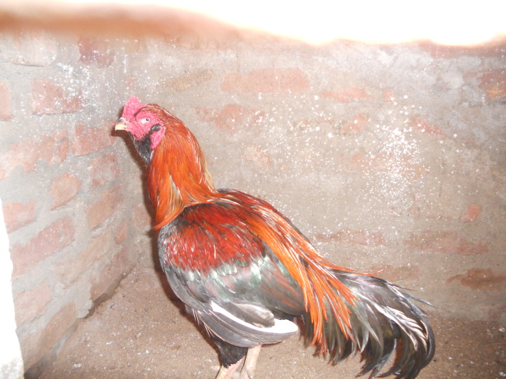 Sathineni: asil fights