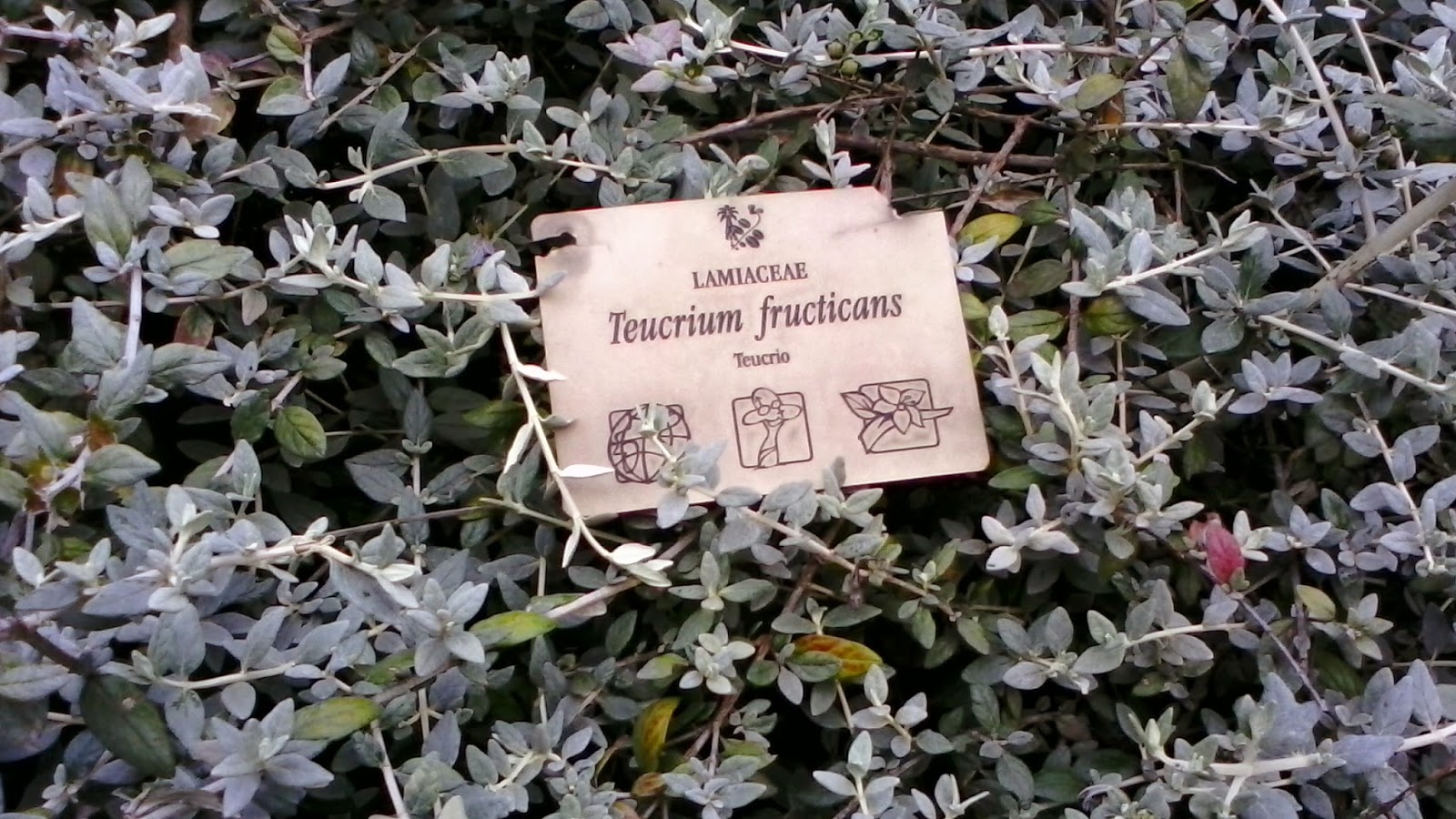 El jardin yohana y erika: PLANTAS MEDICINALES