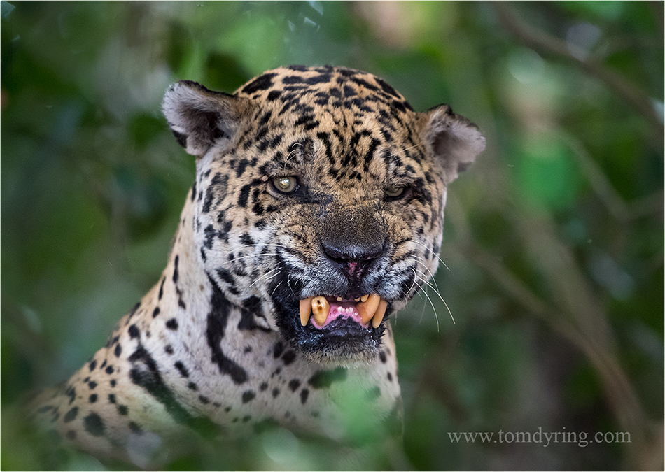 TOM DYRING WILDPHOTO / NN: JAGUARS OF PANTANAL, BRAZIL