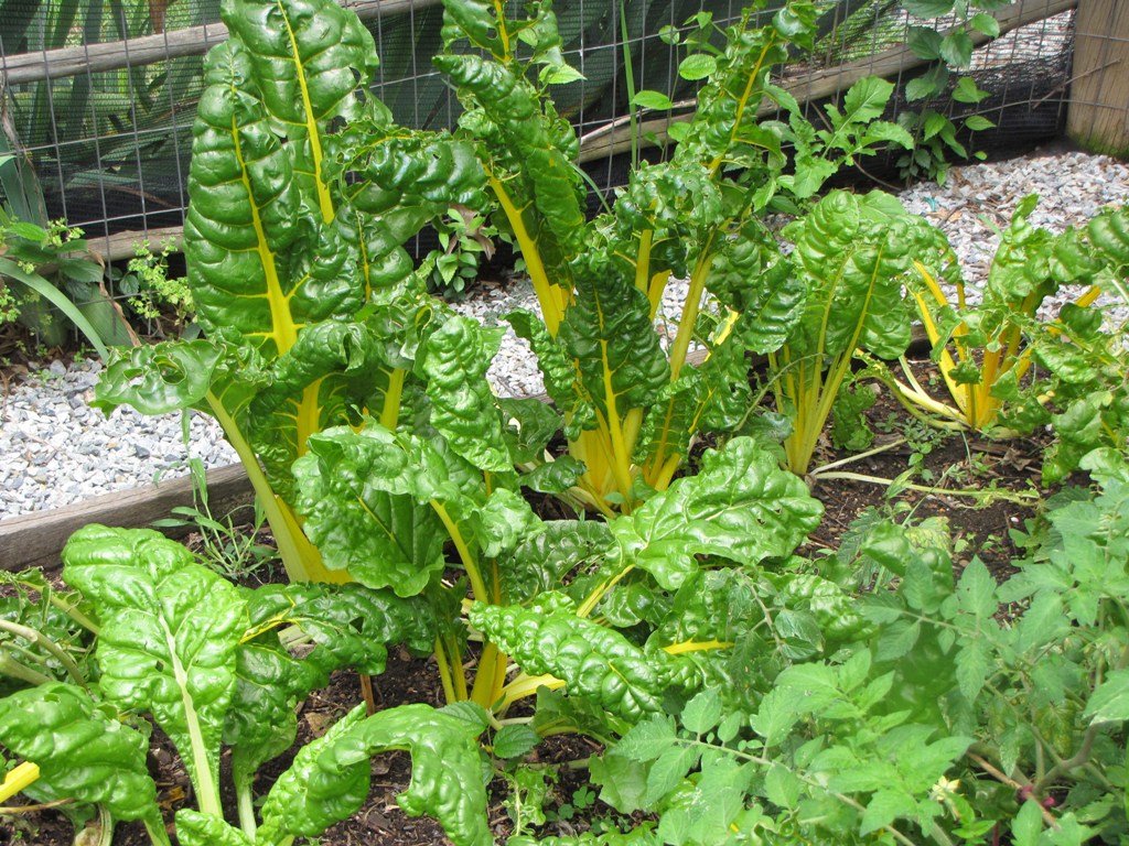 Cooking Archives - Natural Suburbia