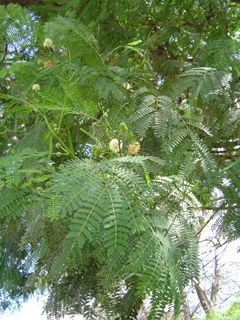 NOSSA TERRA: Leucena- Uma Ótima Opção Para o Semiárido