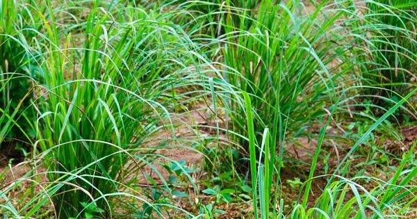 About Health: Lemongrass