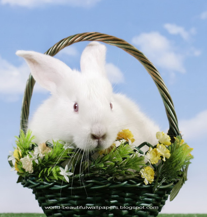 rabbits picture | Zone Wallpaper Backgrounds