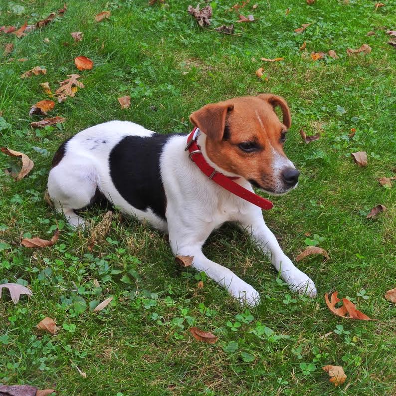 Terrierman's Daily Dose: The Crup Terrier