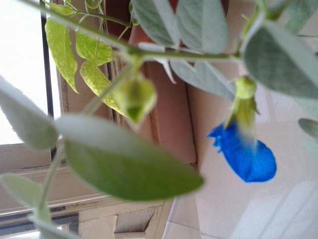 Gokarna flowers | how to grow gokarn shankhpushpa aparajita flowers ...