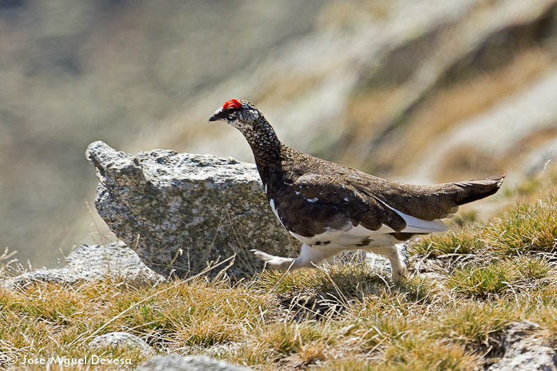 Miradas Cantábricas: A por las Perdices Blancas y algo más
