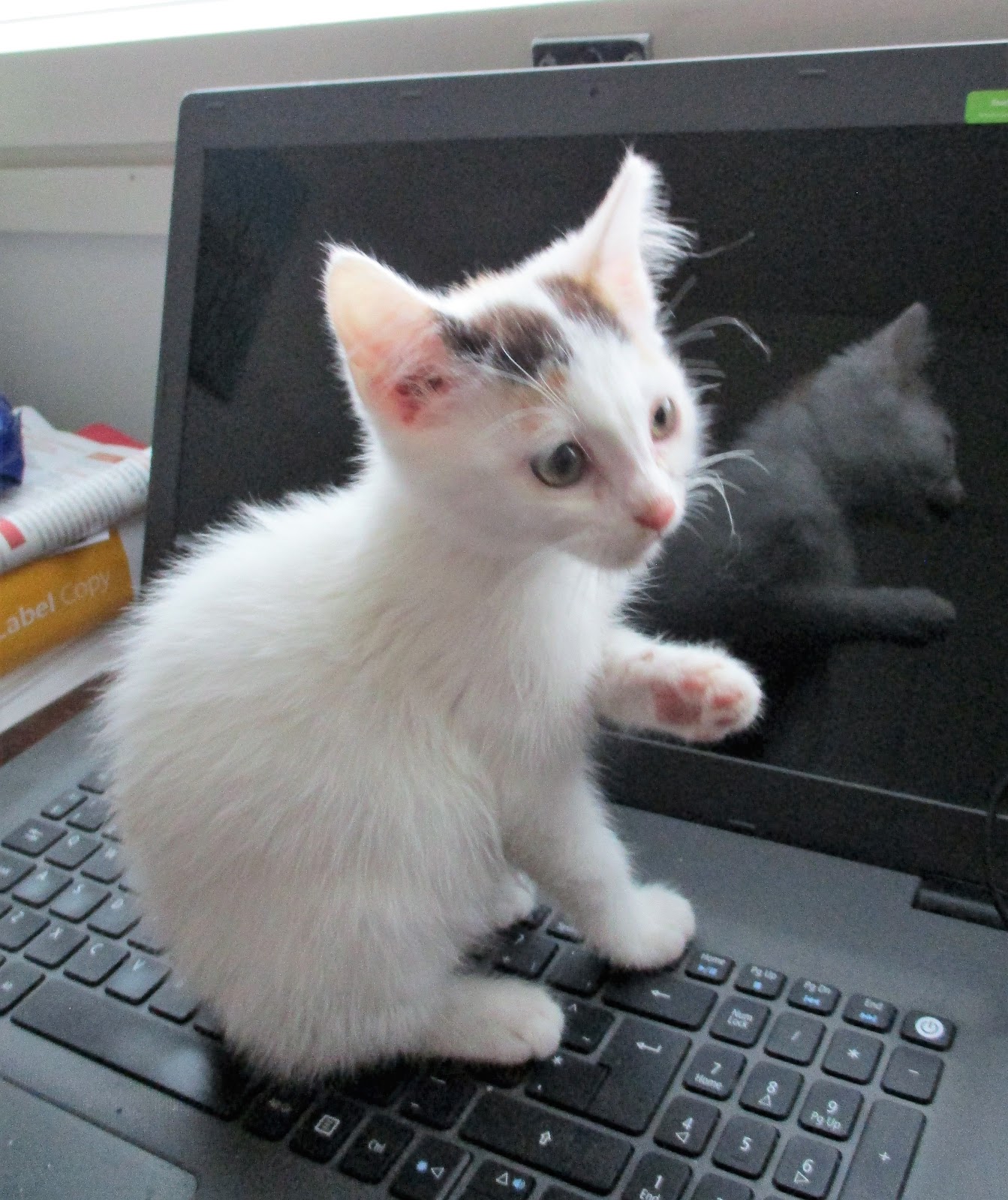 Suden silmukat: Ahududu Abudabo Aladobi