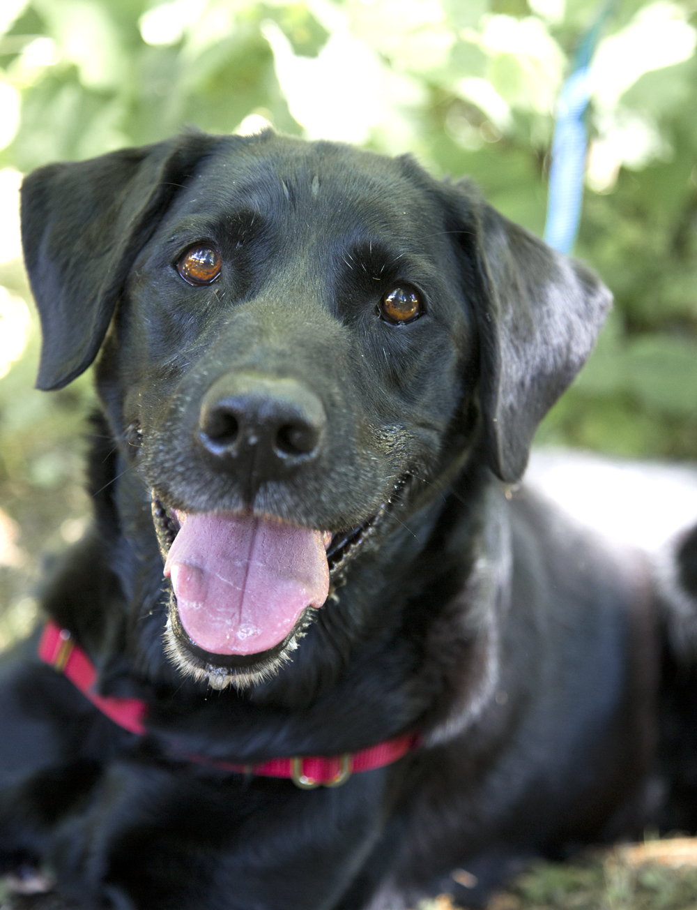 Shelter Dogs of Portland: "SMOKEY" adorable upper/middle aged Lab