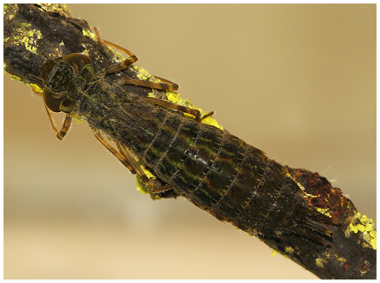Kent Dragonflies: Emperor Dragonfly Nymph (Anax imperator)
