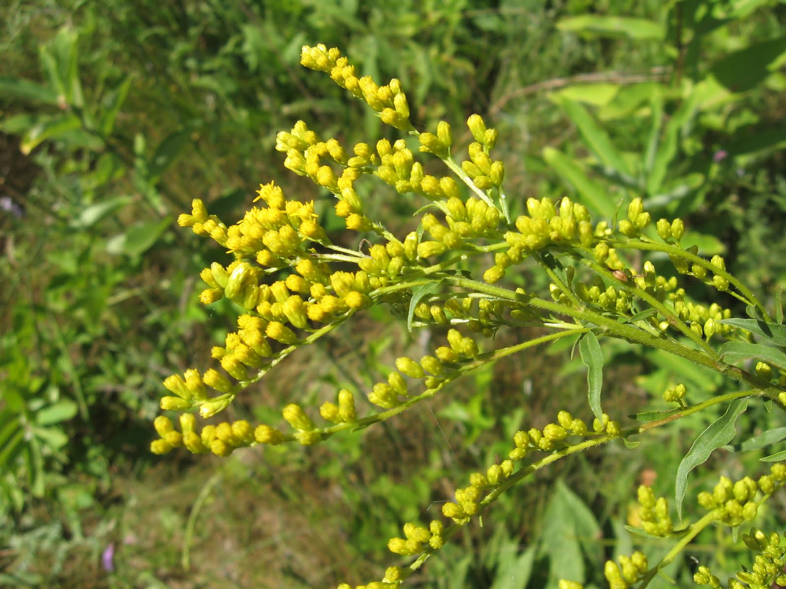 Tangled Web: Early Goldenrod (Solidago juncea)