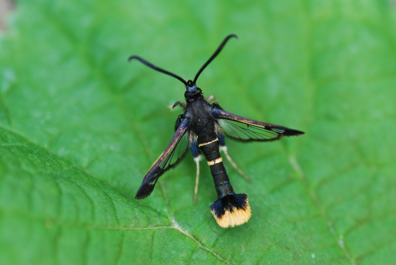 Bill's Birding: Getting Horny with Clearwings