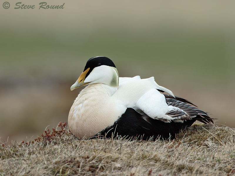 Steve Round Wildlife Photography: Iceland Trip - Eider Ducks