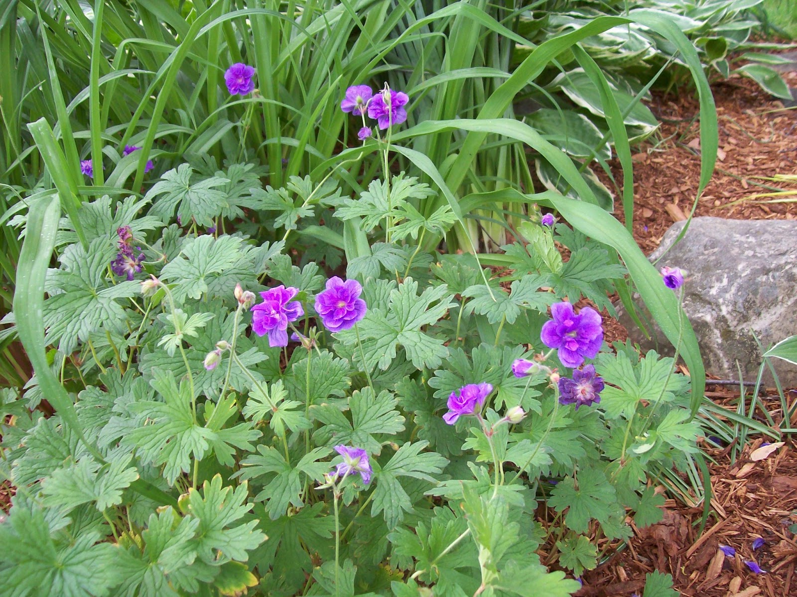 Wisconsin Greenhouse Girls
