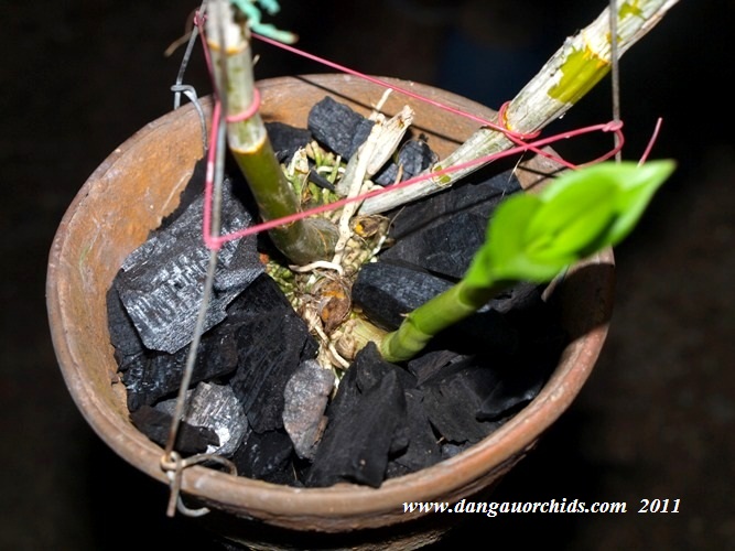 Orchids de Dangau: My way... replant orchid Part III - B: Dendrobium ...