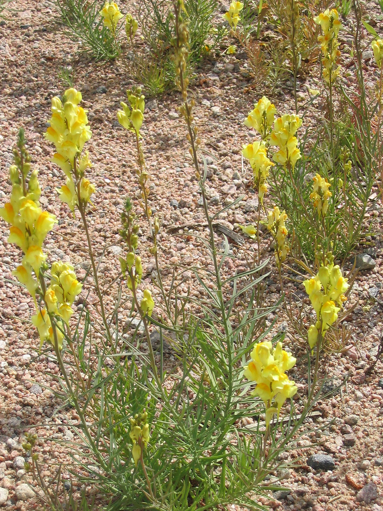 Earth and Space News: Americanized Toadflax Gardens: Toxins for Poultry ...