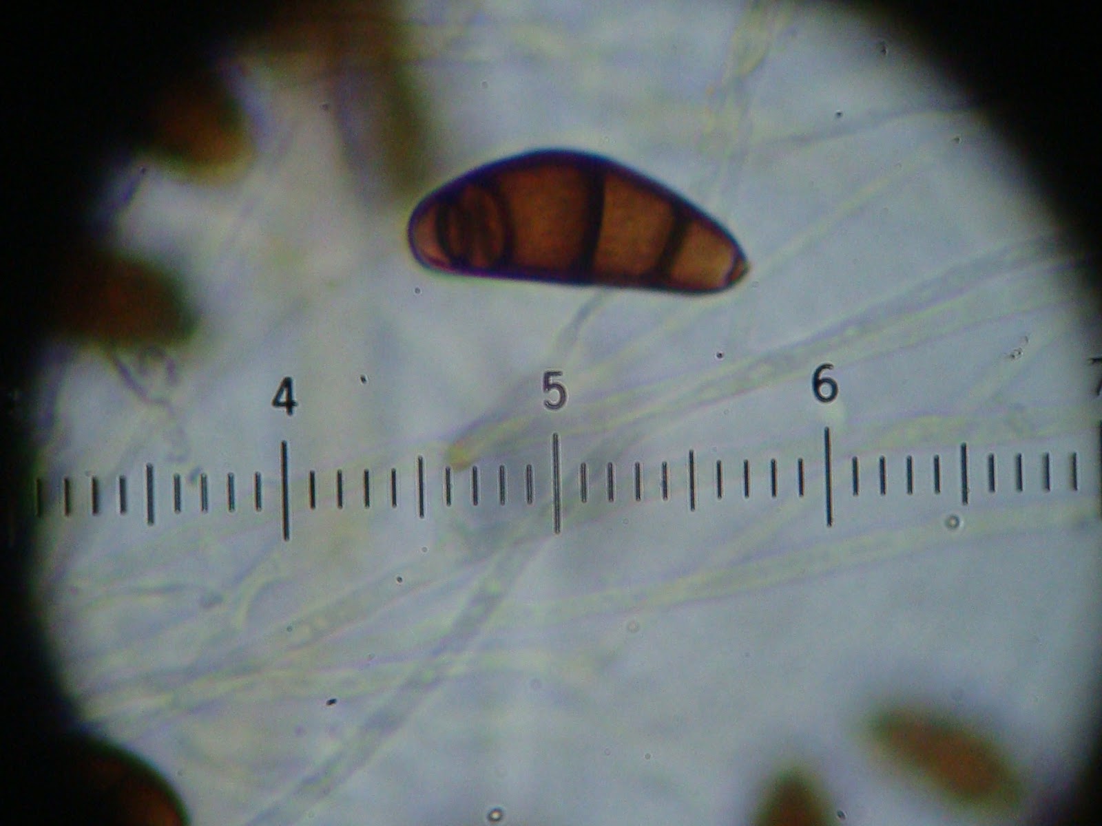 Sustainable Mycology: Curvularia spp.
