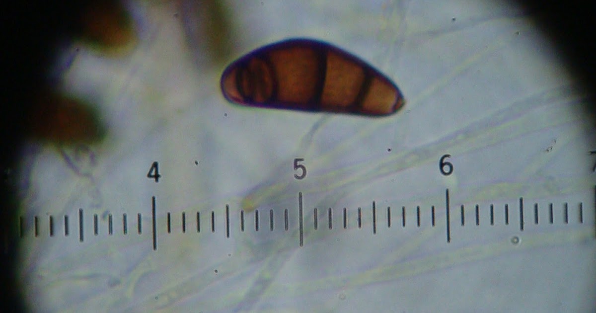 Sustainable Mycology: Curvularia spp.