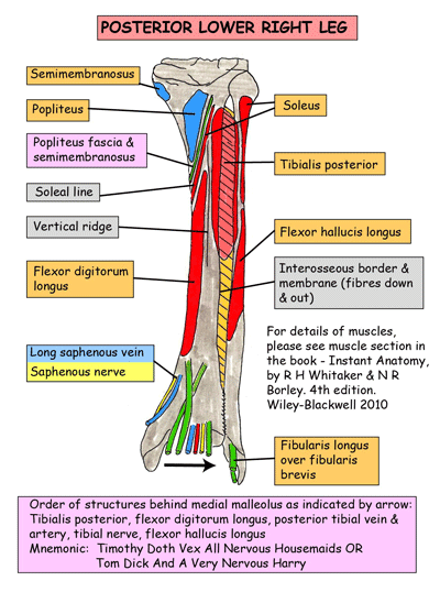 موقع الدكتور أحمد كلحى: صور تشريح - Anatomy : Organs of the Lower Limb ...
